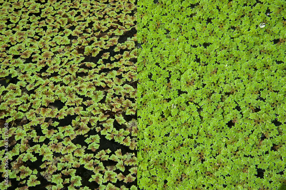 Green floating Azolla Pinnata (Azolla microphylla) at organic farm used ...