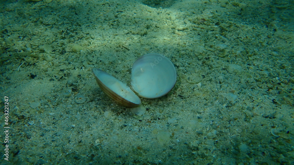 Seashell of bivalve mollusc smooth clam (Callista chione) on sea bottom ...