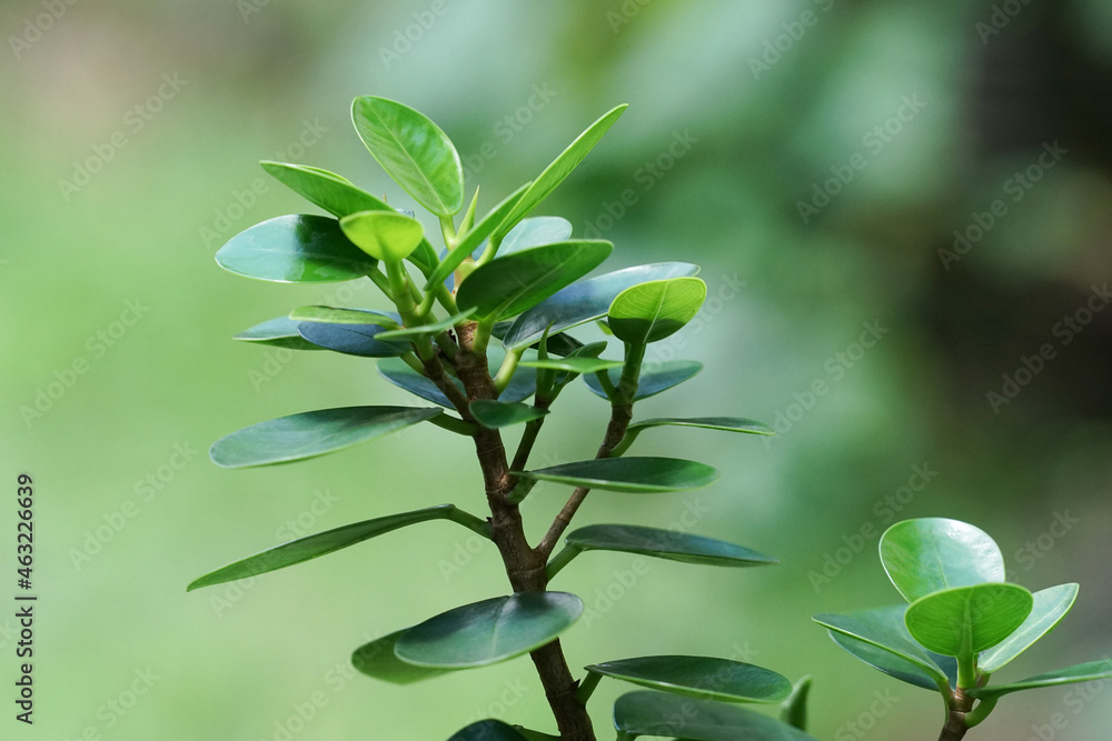 Ficus annulata, Banyan Tree.It is an air purifying plant that is easy ...