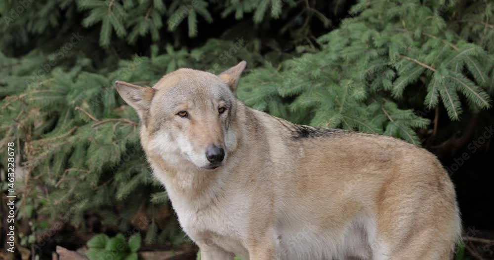 Wolf (Canis lupus), also known as the gray wolf is the largest extant ...