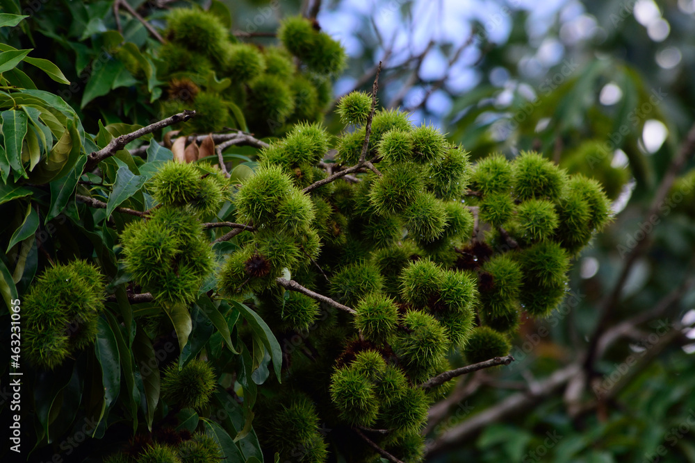 wild walnut fruiting on tree in the forest,green stage fruits ...