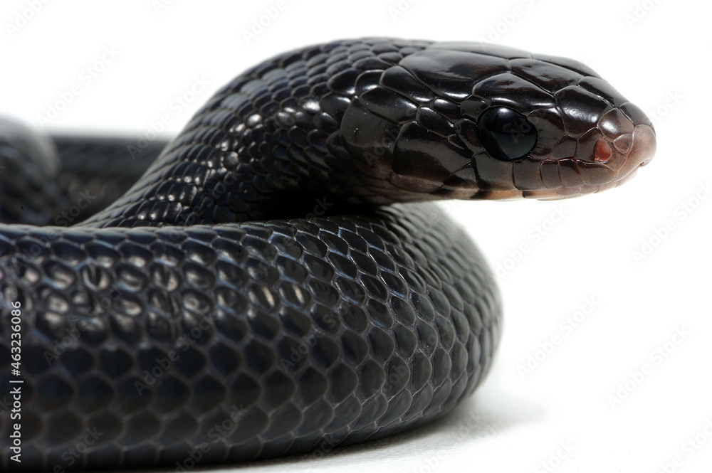 Baby Eastern Indigo Snake