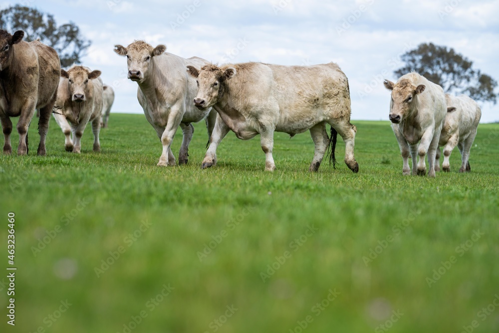Close up of Stud Beef bulls, cows and calves grazing on grass in a ...