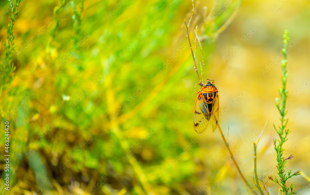 Insects cicadas devour agricultural plants, invasion of insect pests ...