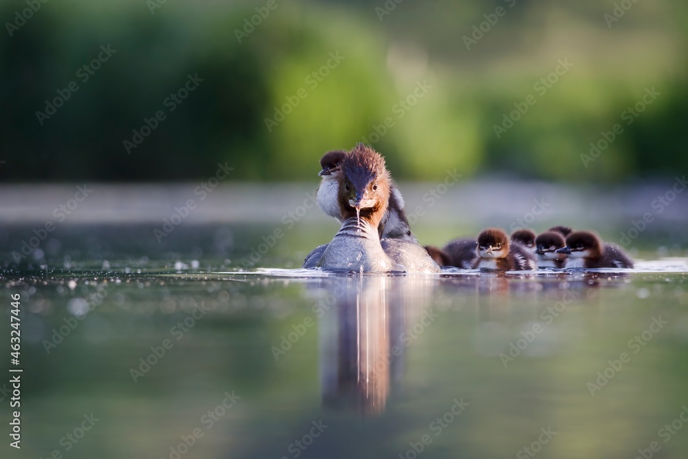 Nice front view close-up of goosander mother carrying duckling on its ...