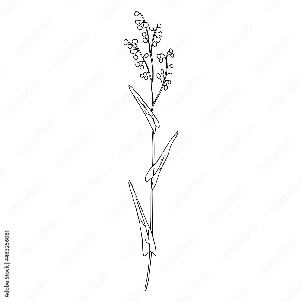 Sorrel plant vector hand drawn illustration isolated on white ...