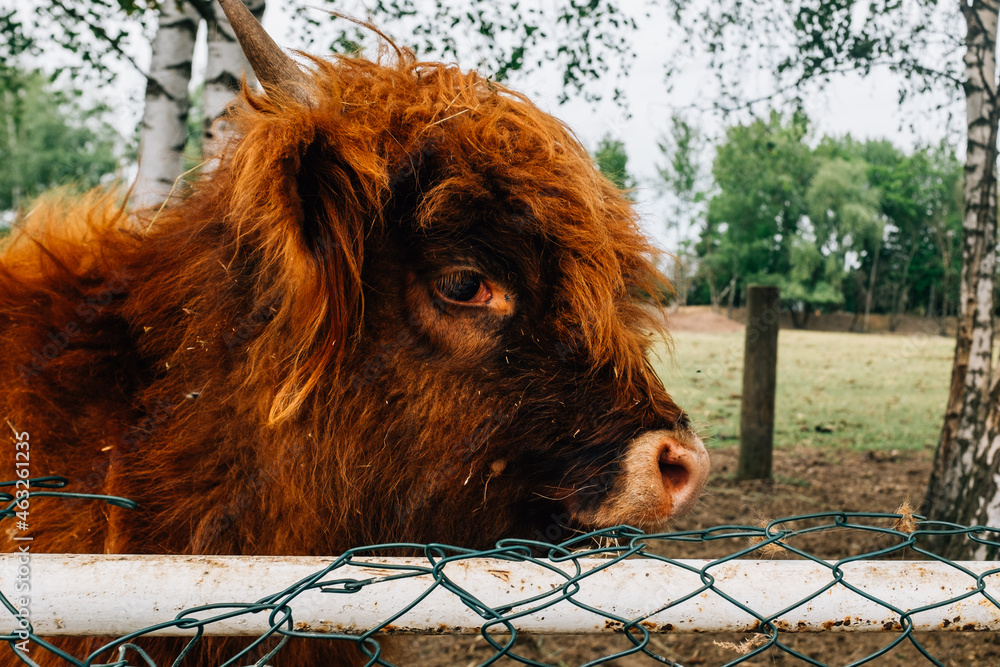 Side profile portrait of the Highland cattle (Hielan coo) behind the ...