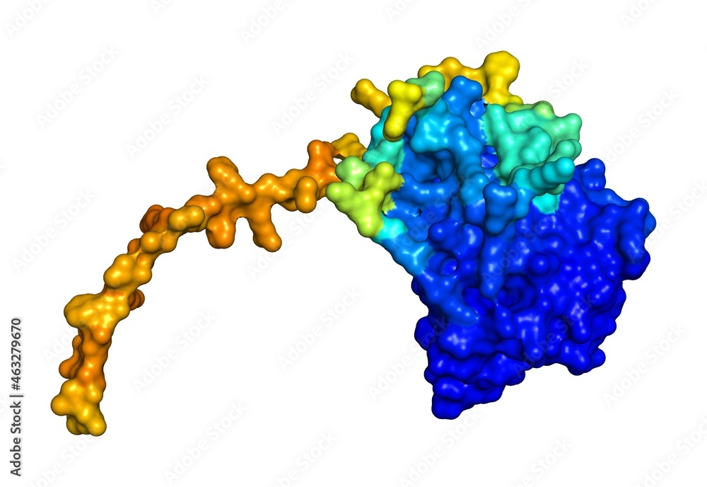 3D rendering of Acyl-coenzyme A thioesterase THEM5 as predicted by ...