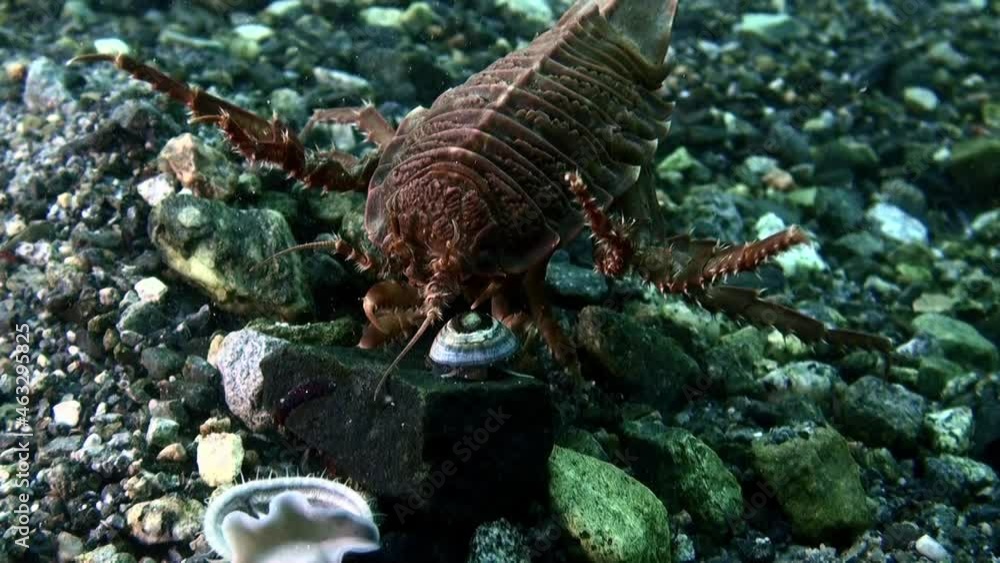 Underwater video in cold clear water of the Southern Ocean in ...