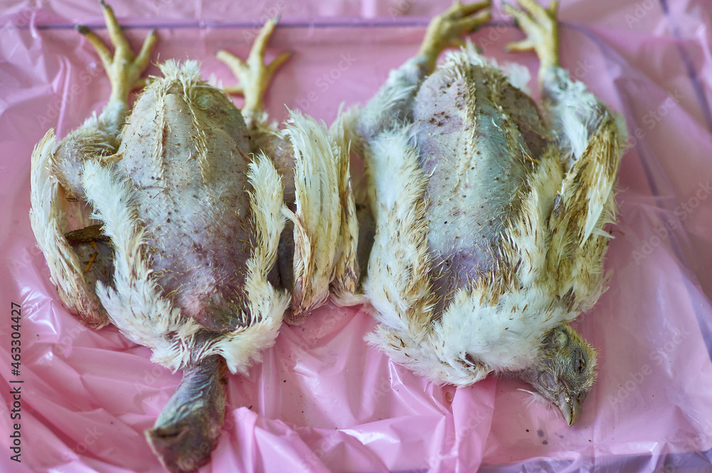 death chicken broiler poultry carcass before Necropsy post-mortem ...