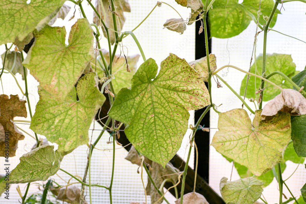 affected by diseases and pests of plant leaves and fruits of cucumber ...