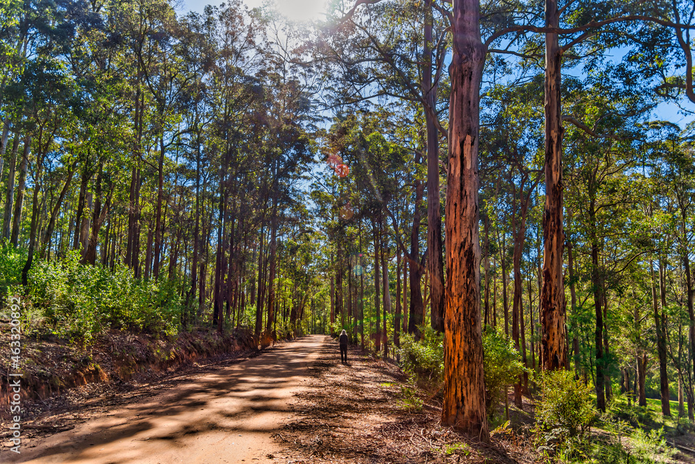 Karri trees in the Valley of the giants in the southwest of Western ...