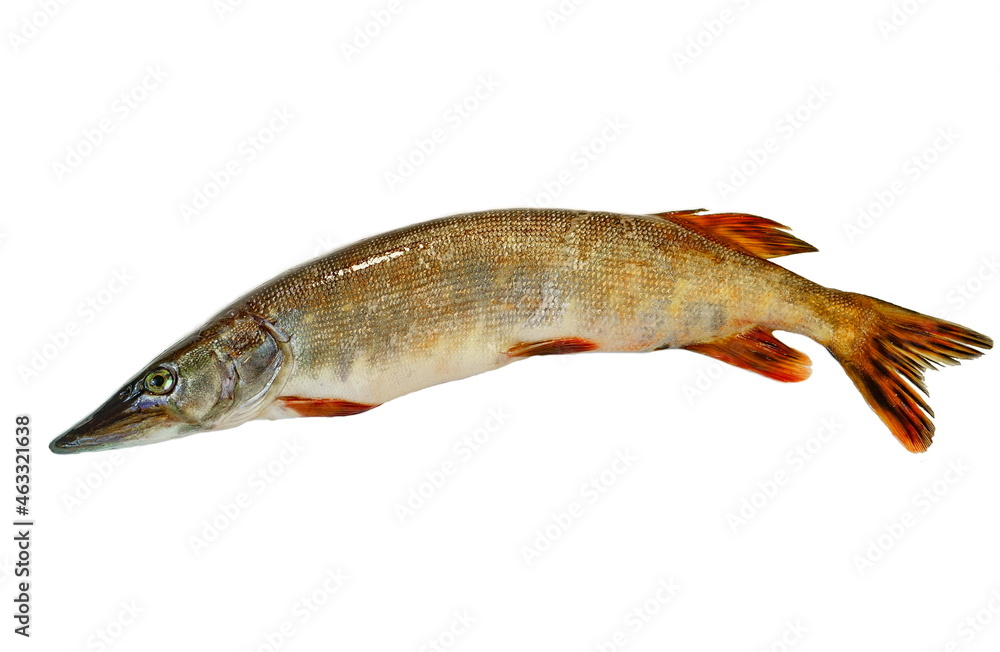 Common pike (Esox lucius) on a white background. Other names: northern pike, luce, pickerel ...