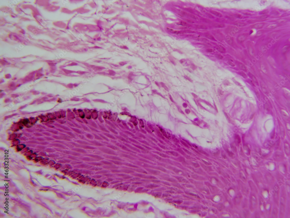 Foto de Histology microscope image of Meissner's corpuscle in the ...