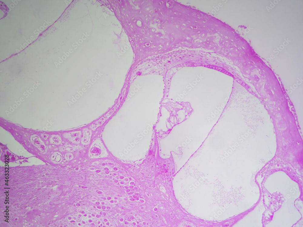 Histology microscope image of guinea pig cochlea for hearing (100x ...