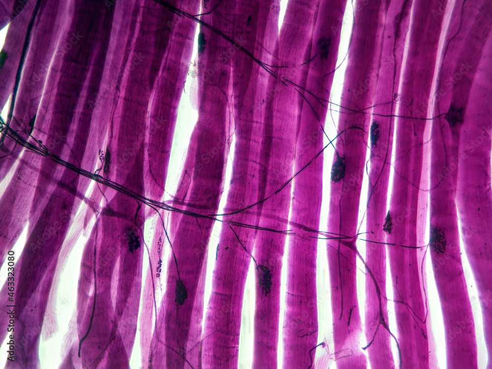 Histology microscope image of motor unit synapse of muscle fibers (100x ...