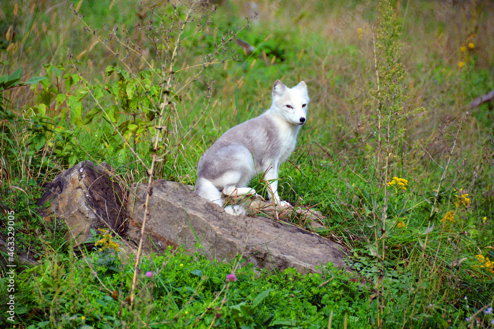 Arctic fox also known as the white, polar or snow fox, is a small fox ...