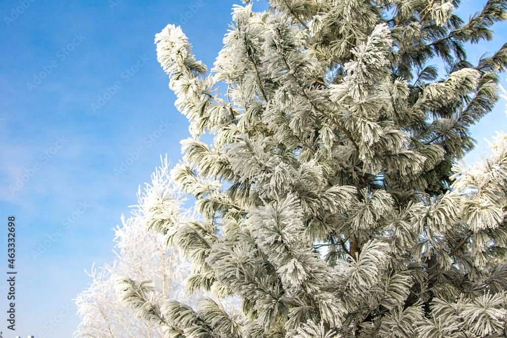 granular structure of frost, pine branch covered with frost from severe ...