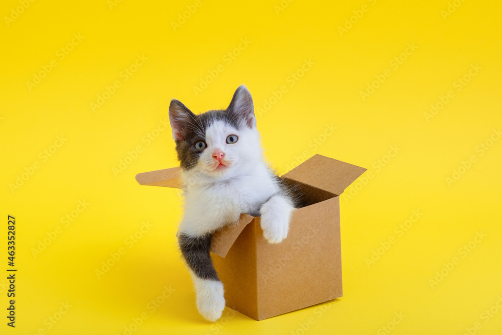 Funny kitten in cardboard box isolated on color yellow background with ...