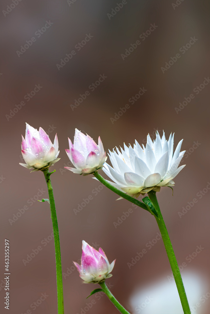 Australian native pink and white everlasting daisy flower; Xerochrysum ...