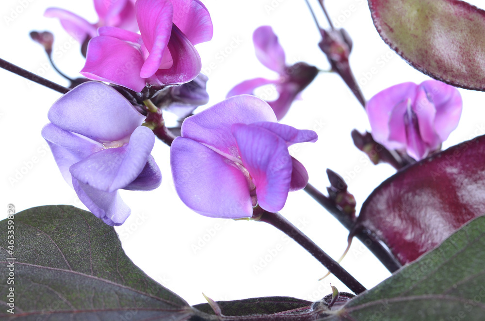 Flowers of Purple Hyacinth Bean- Lablab purpureus on an isolated white ...