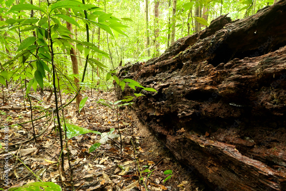 Old death tree decomposes on the forest floor and passes on its ...