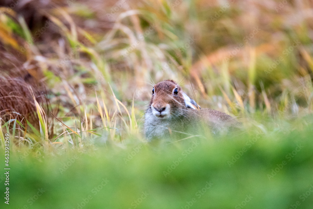White hare. Rabbit. Wild rabbit. The hare is brown. The hare is molting ...