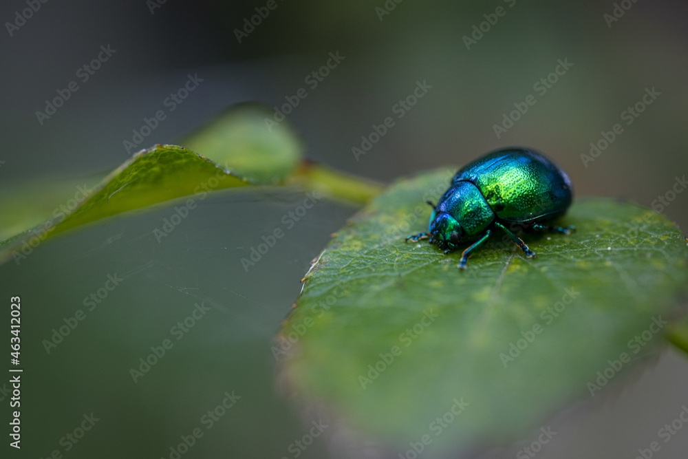 Closeup of a Green June beetle on a green leaf in the daylight with a ...