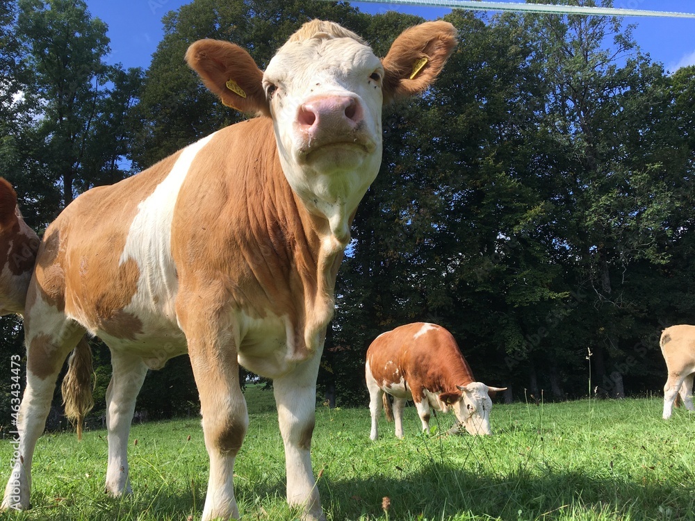 Rind 2 Stock Photo | Adobe Stock