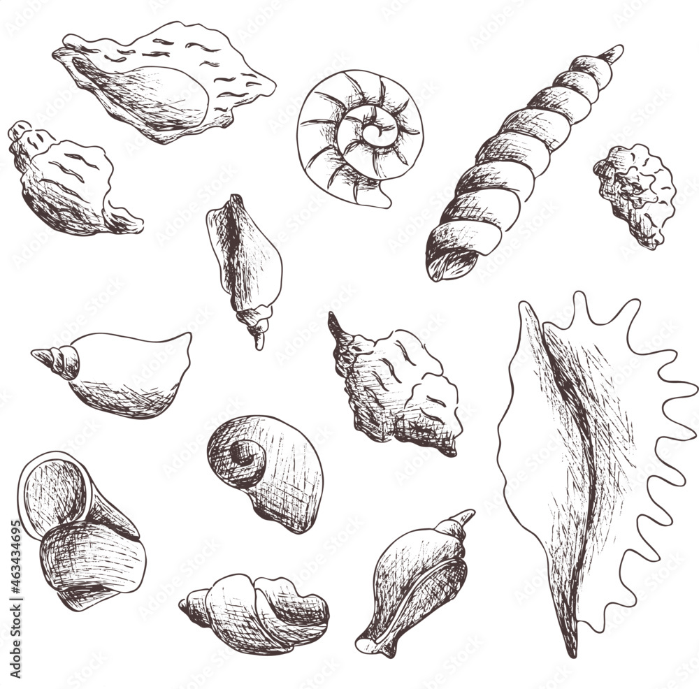 Hand drawn abstract vector sketch, set of seashells in different angles ...
