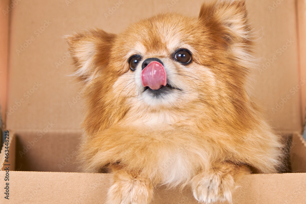 Little red dog is ready to move, licking his nose sitting in a ...