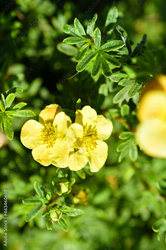 Yellow flowers of dasiphora shrub lat. dasiphora fruticosa or kuril tea ...