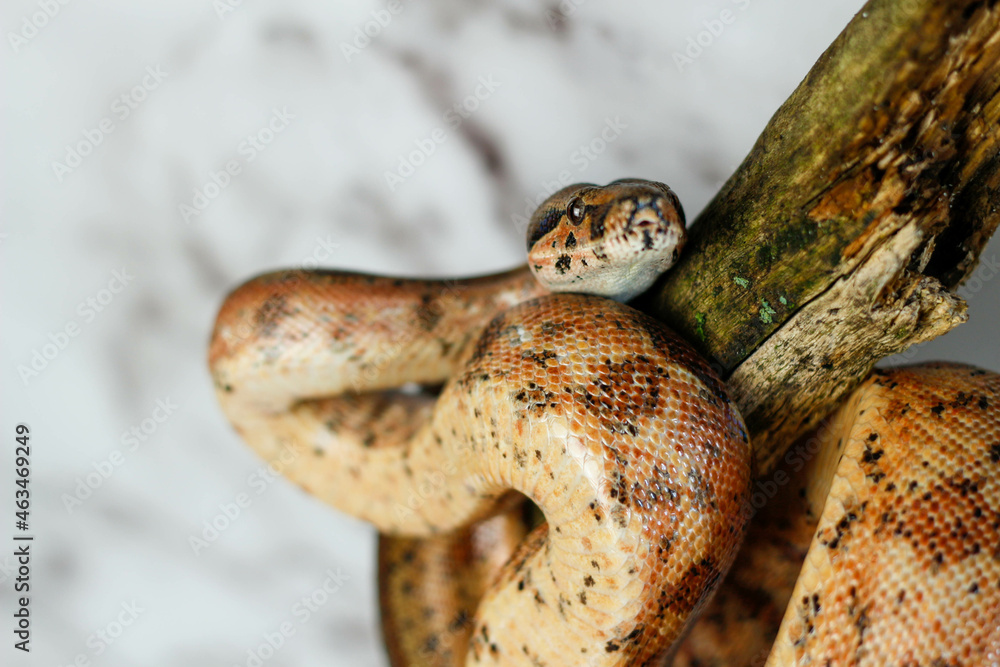 Boa imperator snake on a tree branch with a white marble wall ...