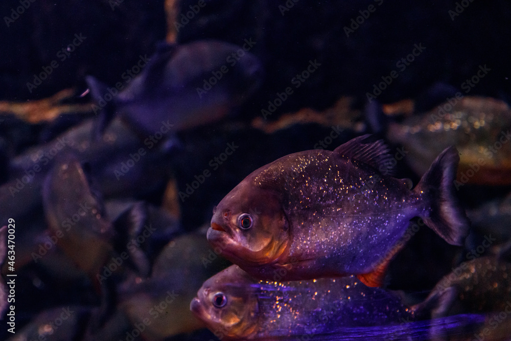 Fish Common Piranha Pygocentrus nattereri Stock Photo | Adobe Stock Fish Common Piranha Pygocentrus nattereri Stock Photo | Adobe Stock