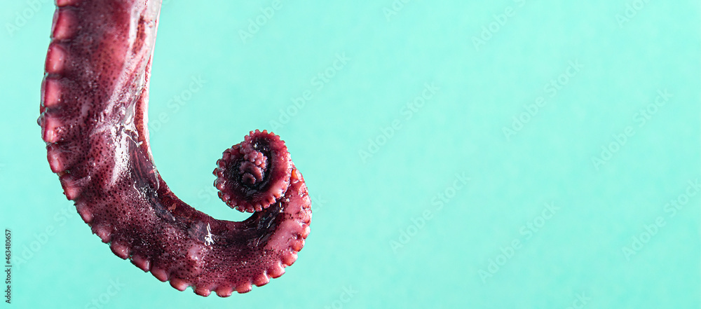 octopus claw fresh seafood sea reptiles portion meal snack on the table ...