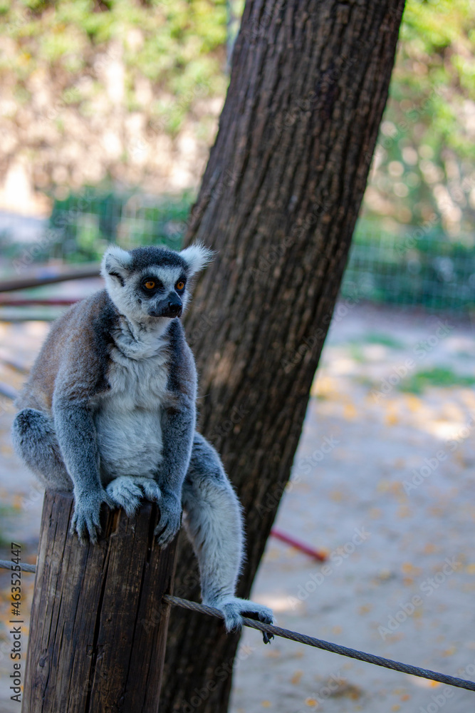 Ring tailed furry Lemur sits on a tree stump. Ring-tailed lemur sitting ...