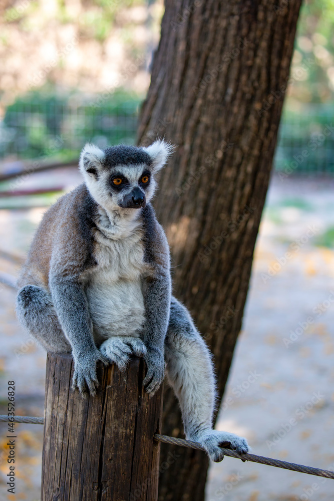 Ring tailed furry Lemur sits on a tree stump. Ring-tailed lemur sitting ...