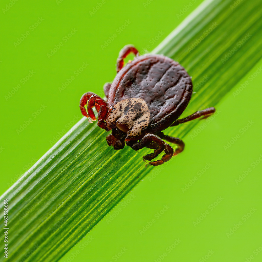Encephalitis Tick Insect Crawling on Grass. Encephalitis Virus or Lyme ...