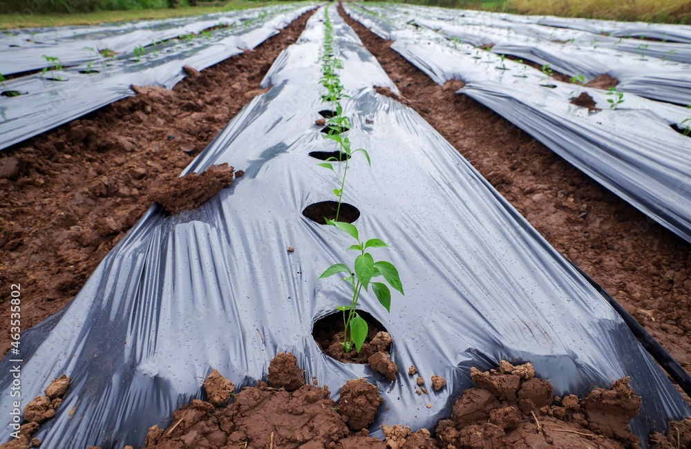 Cres of grown in rows with plastic mulching.Planting with mulching of ...
