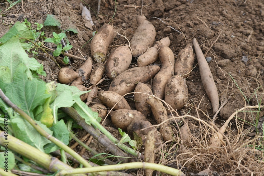 Yacon harvest. Yacon is a perennial plant of the Asteraceae family ...