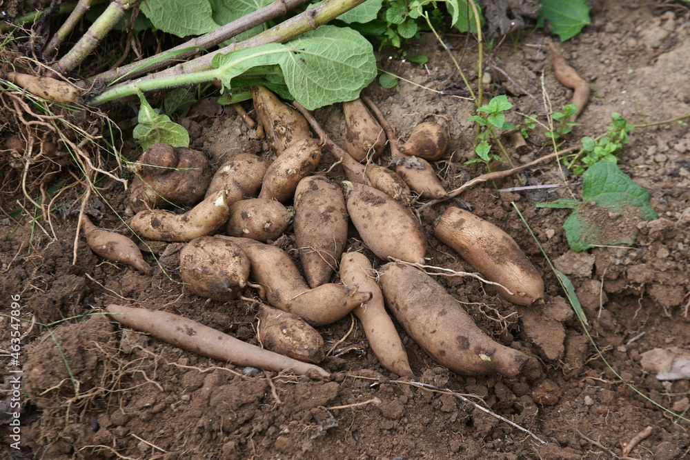 Yacon harvest. Yacon is a perennial plant of the Asteraceae family ...