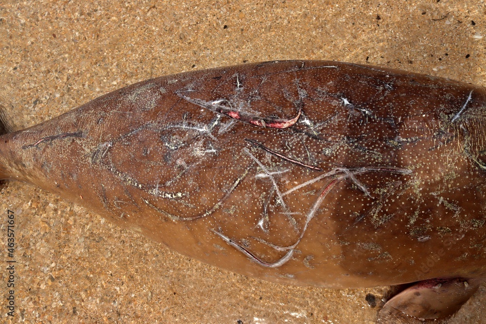 The Corpse of Dugong (Dugong dugon) from West Papua, Indonesia. Showing ...