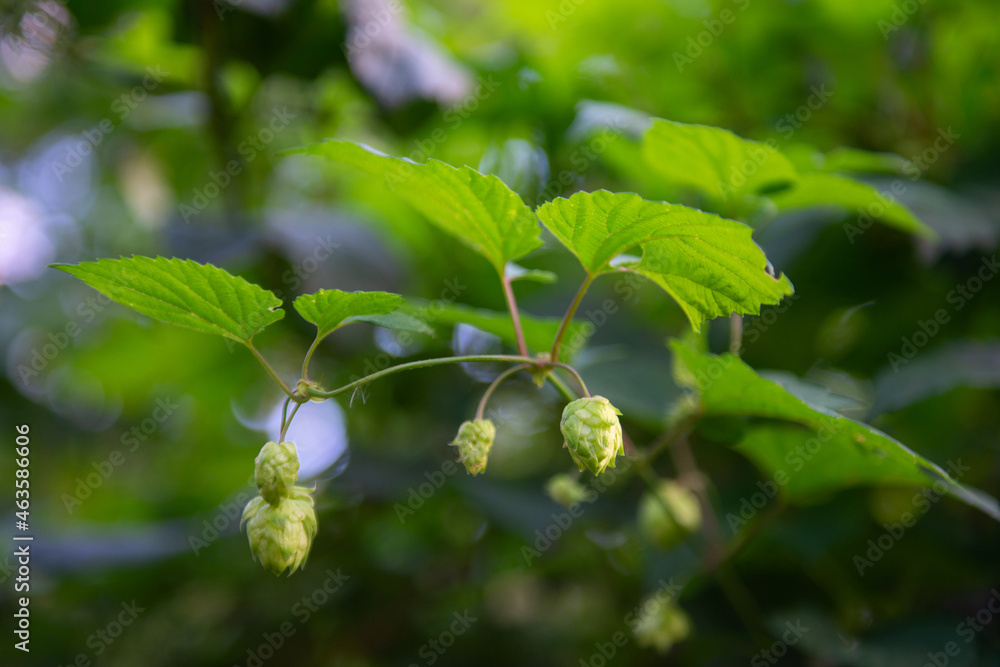 Hop plant, cones and foliage closeup. A medicinal plant, a symbol of ...
