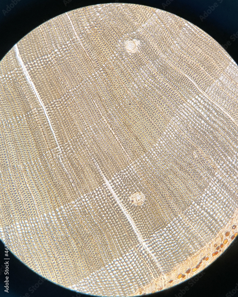 microscopic photo of pine wood structure Stock Photo | Adobe Stock