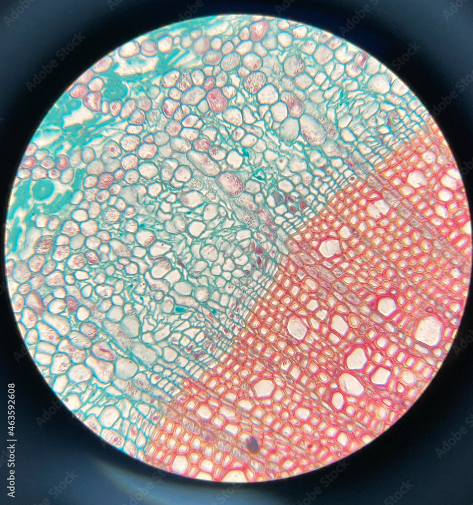 plant tissue under microscope Stock Photo | Adobe Stock