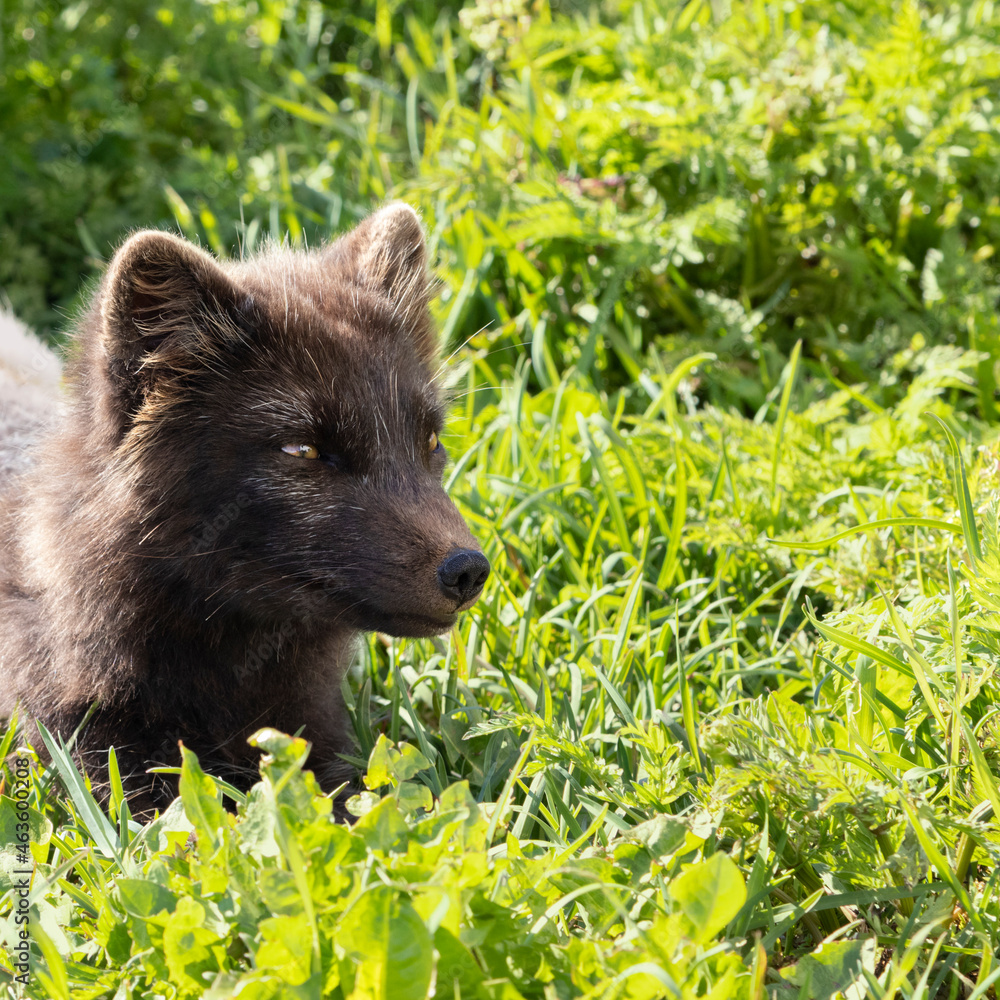 Arctic fox at Hornstrandir Nature Reserve, Westfjords, Iceland. Molting ...