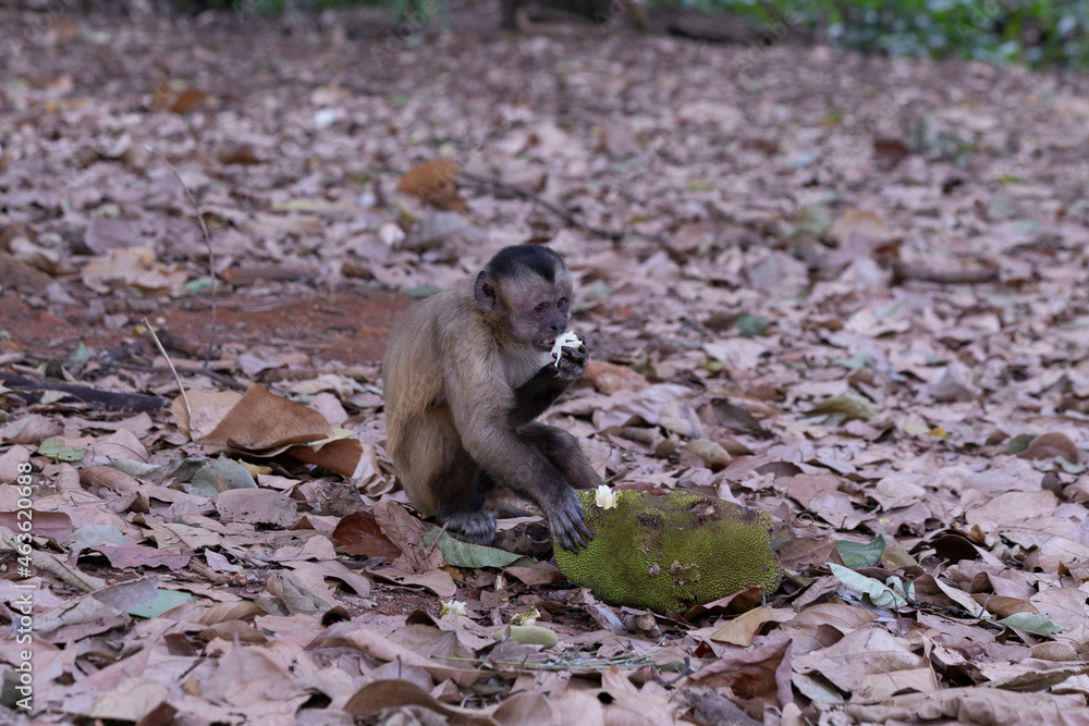 Macaco-prego sentado comendo a fruta de nome jaca Stock Photo | Adobe Stock