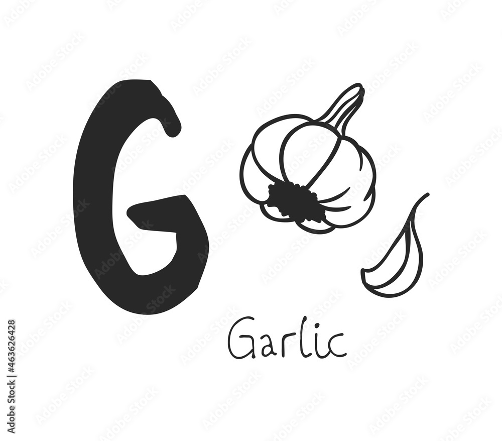 Hand drawn set of Garlic and letter. Vector artistic drawing food and ...