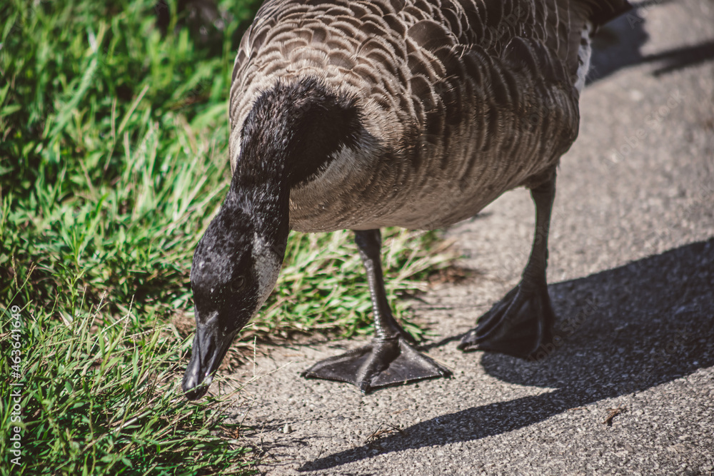 Canadian goose walking on concrete walking path at park next to grass ...