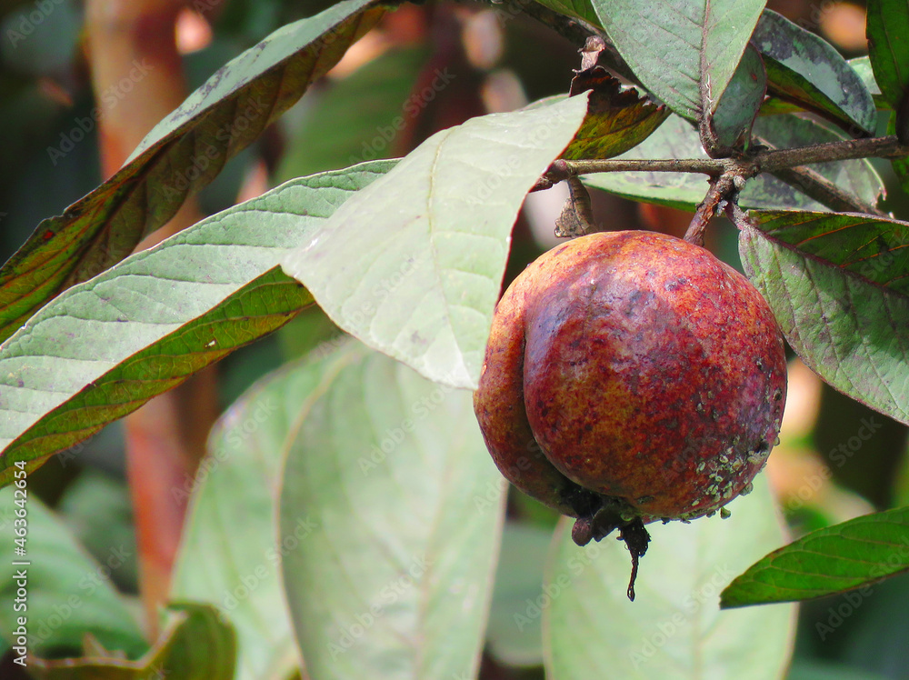 red guava on the tree. Strawberry Guava is classified as Psidium ...